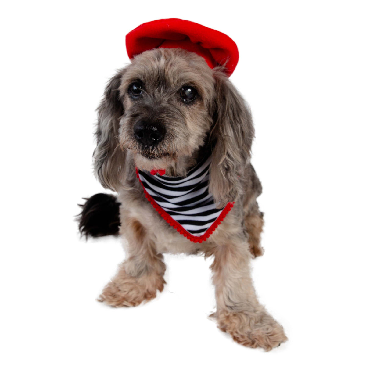 French Beret Dog Costume – Ruff Guides